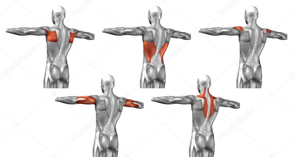 Back human anatomy Stock Photo by ©design36 120152036