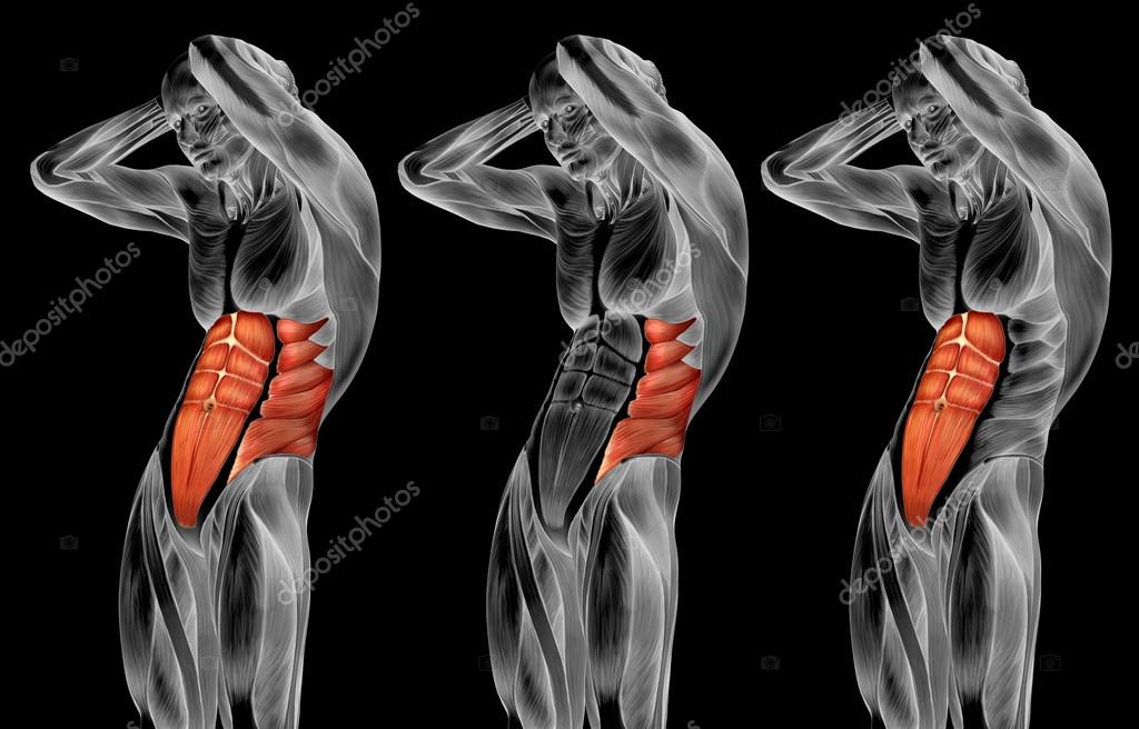 Anatomía humana en el pecho: fotografía de stock © design36 #123076236 ...