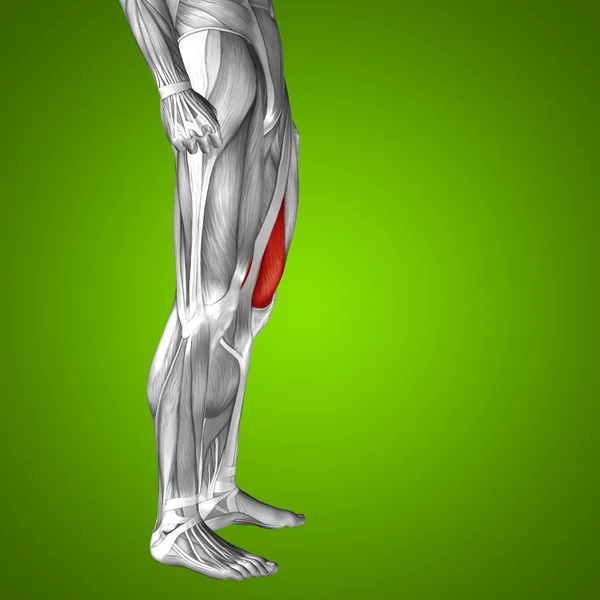 Anatomy of the knee joint of a healthy person Stock Photos, Royalty ...