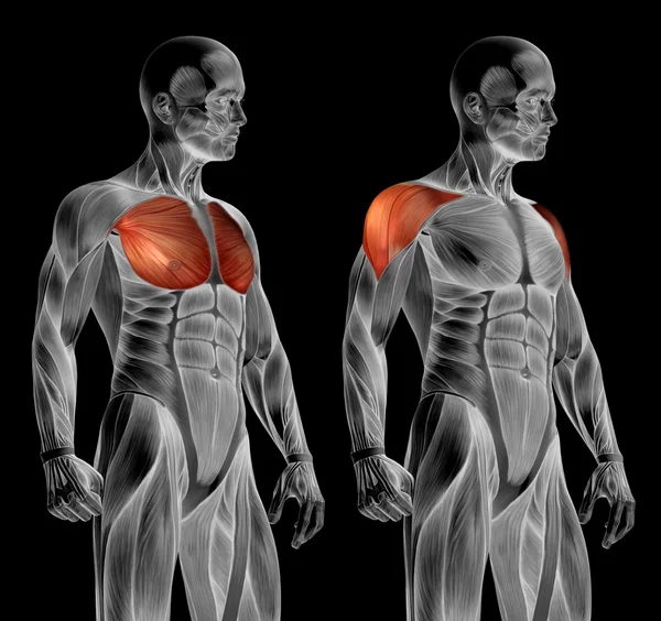 Rotator cuff anatomy Stock Photos, Royalty Free Rotator cuff anatomy ...