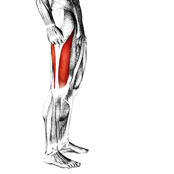Hamstring anatomy Stock Photos, Royalty Free Hamstring anatomy Images ...