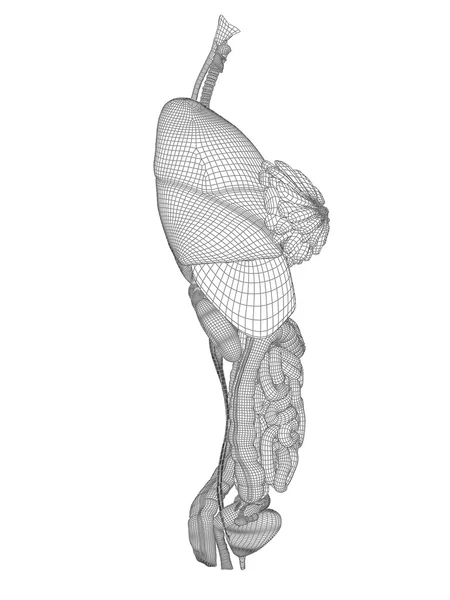 Sistema reproductor femenino con sistemas nerviosos y ganglios Stock ...