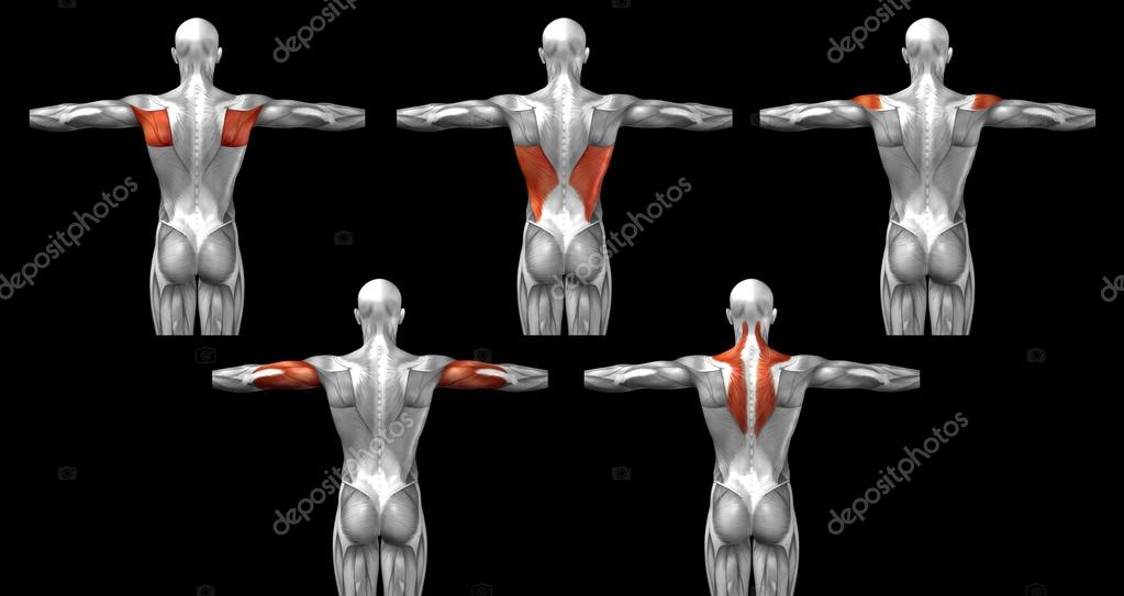 Back human anatomy Stock Photo by ©design36 123092696