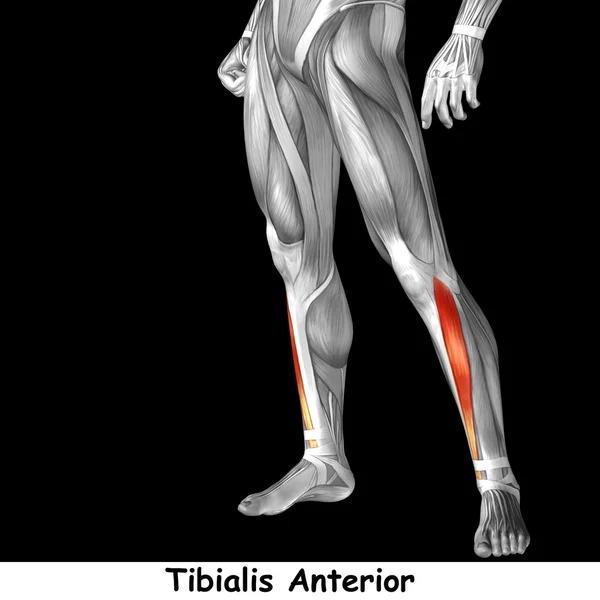 Human lower leg anatomy — Stock Photo © design36 #134047542