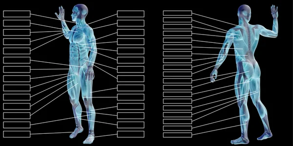 Human standing anatomy Images - Search Images on Everypixel