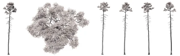 Dry trees Stock Photos, Royalty Free Dry trees Images | Depositphotos