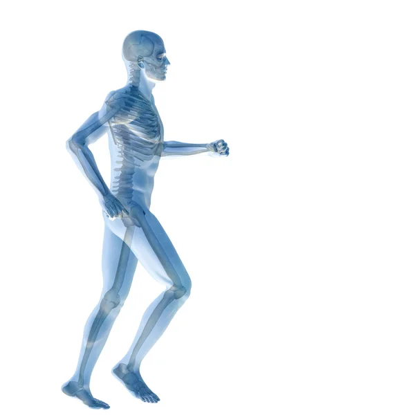 Human skeleton movement Stock Photos, Royalty Free Human skeleton ...