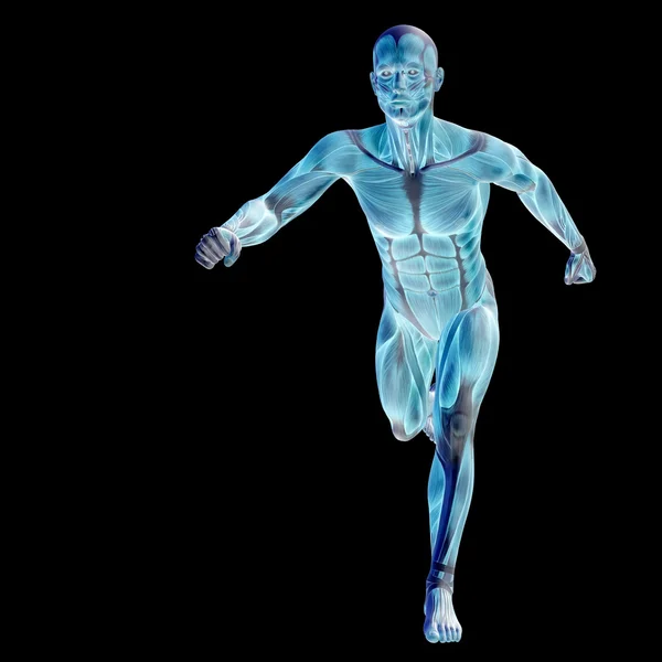 Human body mechanics Stock Photos, Royalty Free Human body mechanics ...
