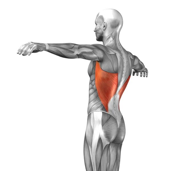Latissimus Dorsi Anterior View
