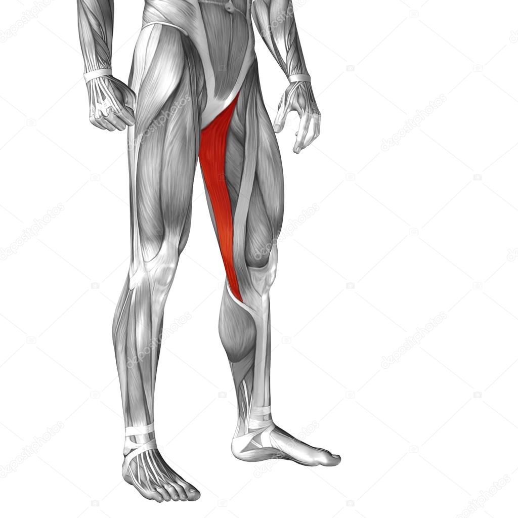 Human upper leg anatomy Stock Photo by ©design36 68658365