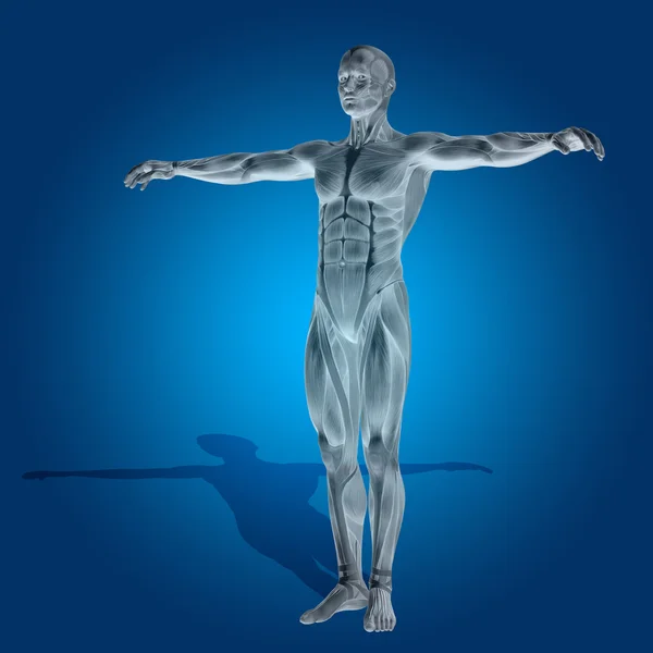 Vascular health assessment Stock Photos, Royalty Free Vascular health ...