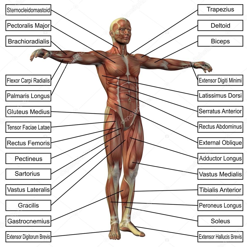 Menschliche Anatomie mit Muskeln — Stockfoto © design36 #69286533
