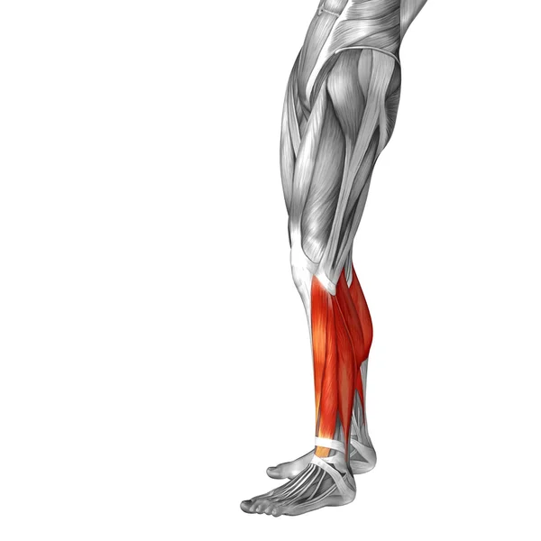 Human lower leg anatomy Stock Photo by ©design36 72608097