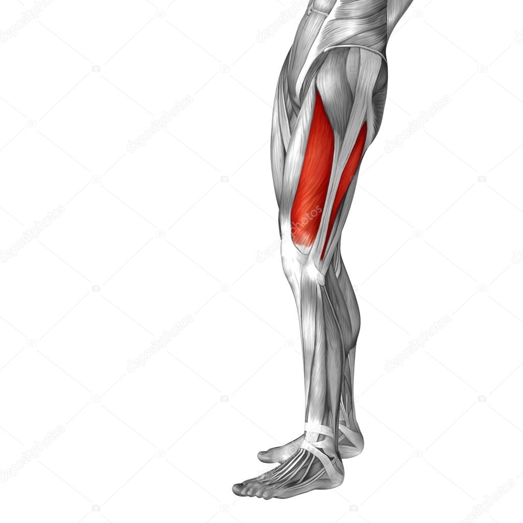 Human upper leg anatomy Stock Photo by ©design36 72608535