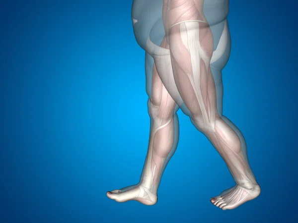 Anatomy of the joint legs Stock Photos, Royalty Free Anatomy of the ...
