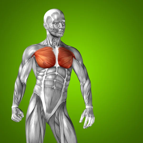 3D chest human anatomy and muscle — Stock Photo © design36 #74382491