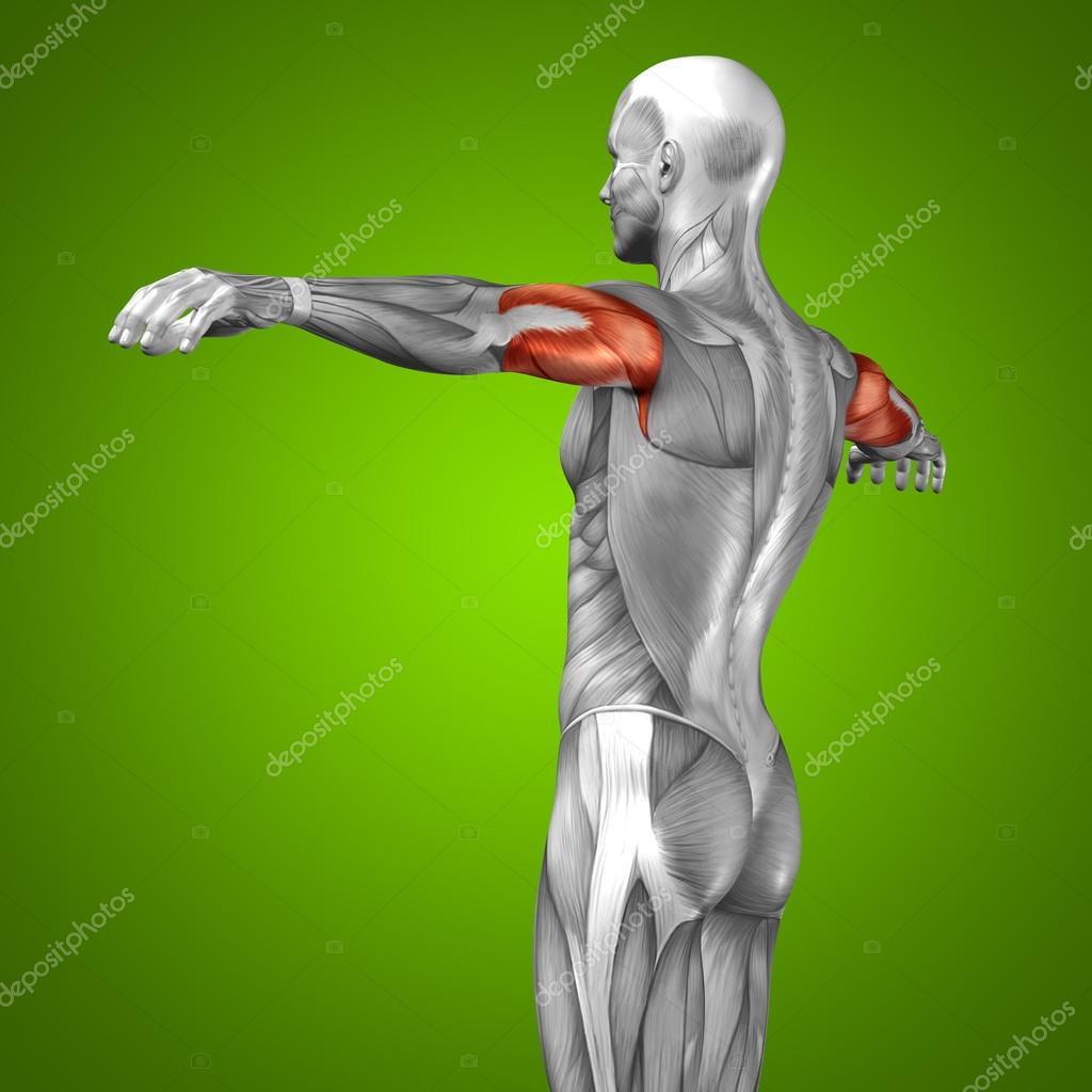 Fotos de Tríceps 3D anatomía humana y músculo - Imagen de © design36 ...