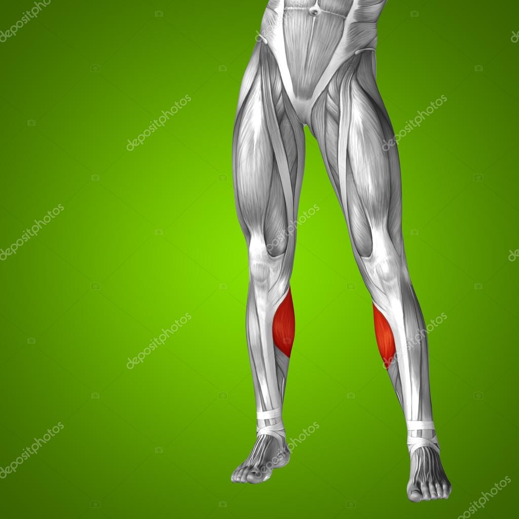 Anatomía de la pierna inferior humana 2023