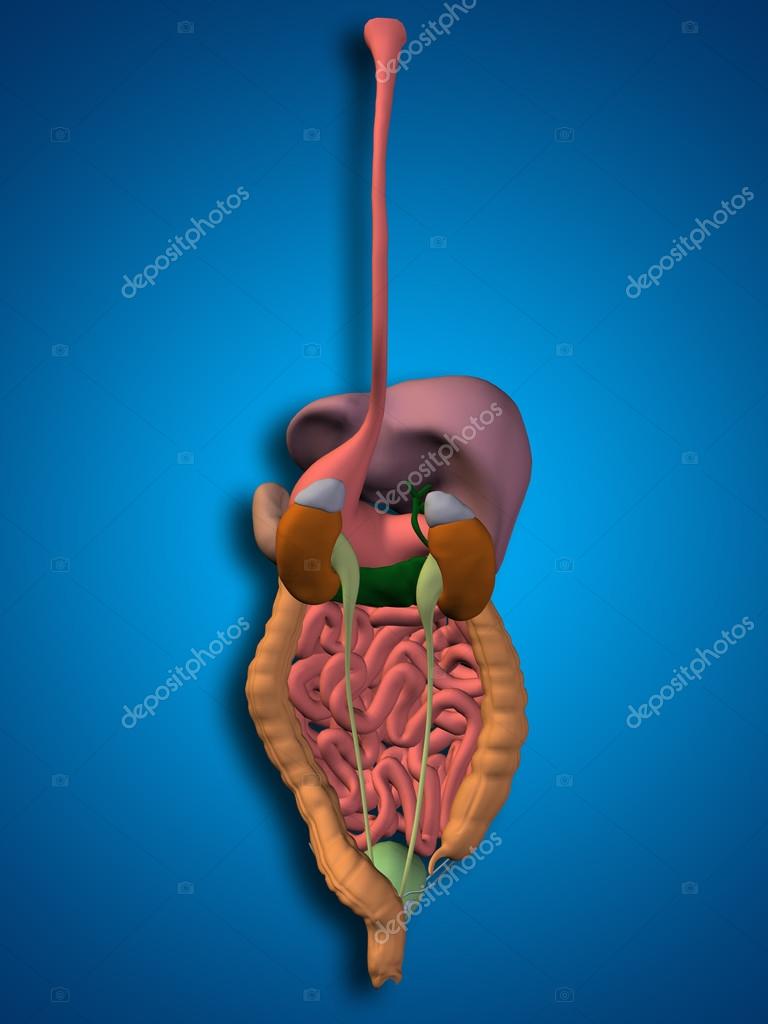 Anatomical human digestive system — Stock Photo © design36 #84379644 Anatomical human digestive system — Stock Photo © design36 #84379644