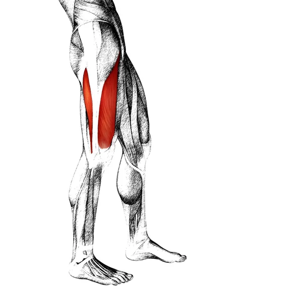 Human hamstring muscles Stock Photos, Royalty Free Human hamstring ...