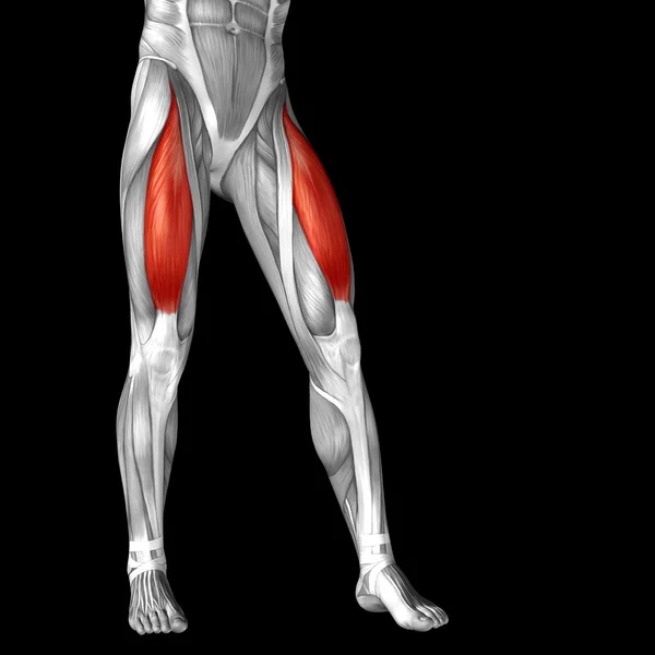 Músculos del muslo humano Imágenes Vectoriales, Gráfico Vectorial de ...