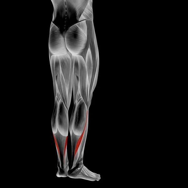 Human legs anatomy Stock Photo by ©design36 94591516