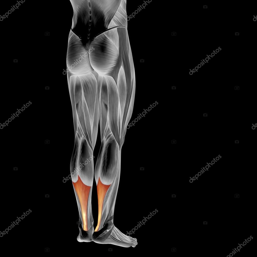 Human legs anatomy Stock Photo by ©design36 94591516