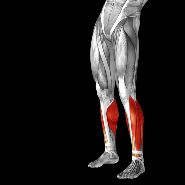 Human lower leg anatomy Stock Photo by ©design36 69914499