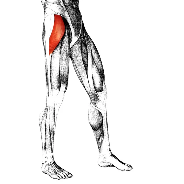 Hamstring anatomy Stock Photos, Royalty Free Hamstring anatomy Images ...