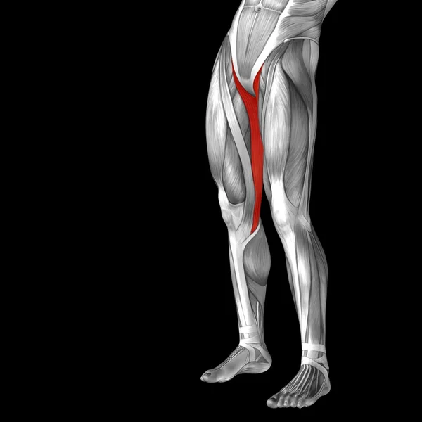 Hamstring anatomy Stock Photos, Royalty Free Hamstring anatomy Images ...