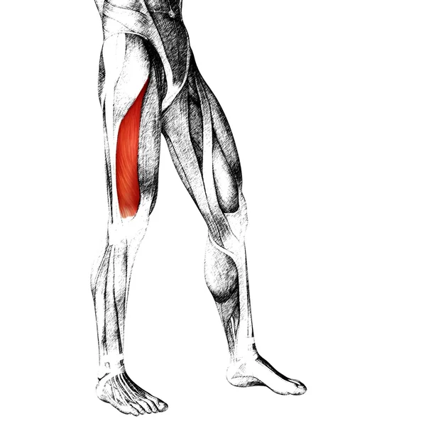 Human upper legs anatomy Stock Photo by ©design36 84379456