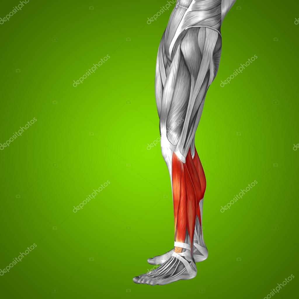Human lower legs anatomy — Stock Photo © design36 #95395574