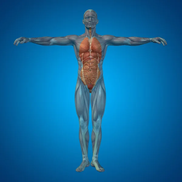 Human body mechanics Stock Photos, Royalty Free Human body mechanics ...