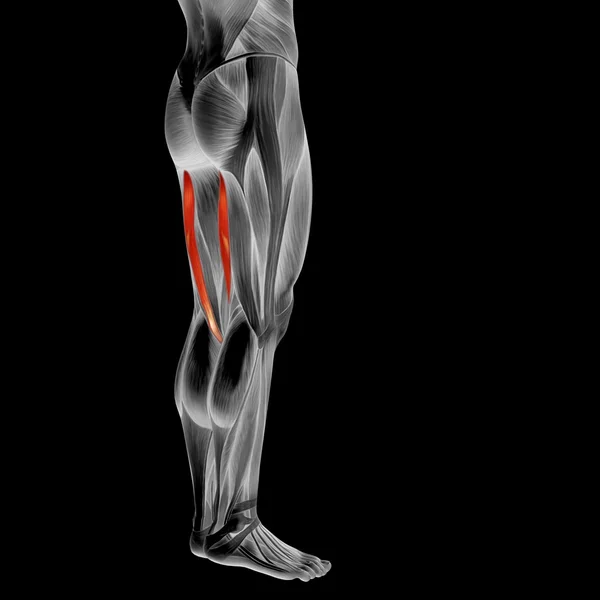 Anatomy of the leg muscles Stock Photos, Royalty Free Anatomy of the ...