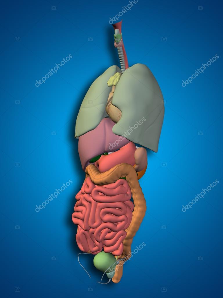 Internal thorax organs Stock Photo by ©design36 99918722