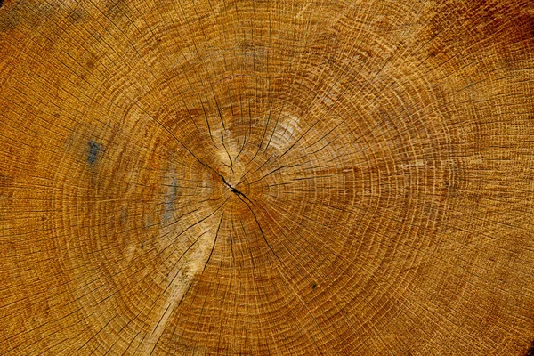 Old wooden oak tree cut surface - Stock Image - Everypixel