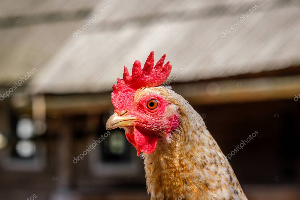 Retrato de vista frontal de cara de pollo de colores brillantes. 2022