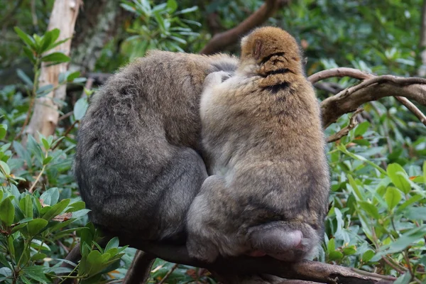 Monkeys mating Stock Photos, Royalty Free Monkeys mating Images ...