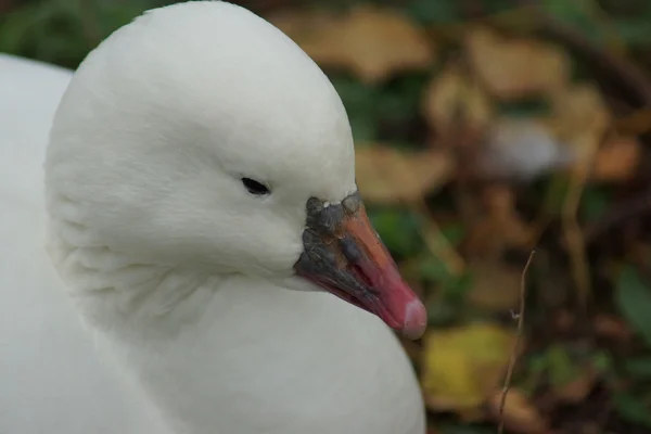 Snow goose Stock Photos, Royalty Free Snow goose Images | Depositphotos