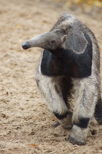 Baby anteater Stock Photos, Royalty Free Baby anteater Images ...