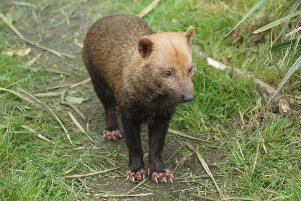 Is A Bush Dog A Dog