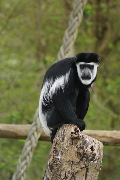 Colobus Stock Photos, Royalty Free Colobus Images | Depositphotos®