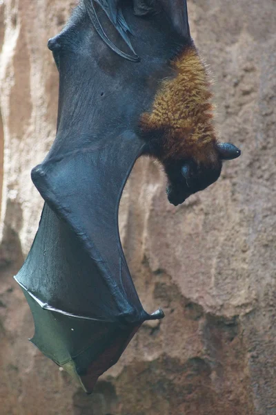 Large Flying Fox - Pteropus vampyrus - Stock Image - Everypixel