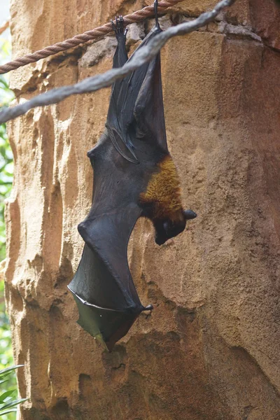 Large flying fox Images - Search Images on Everypixel