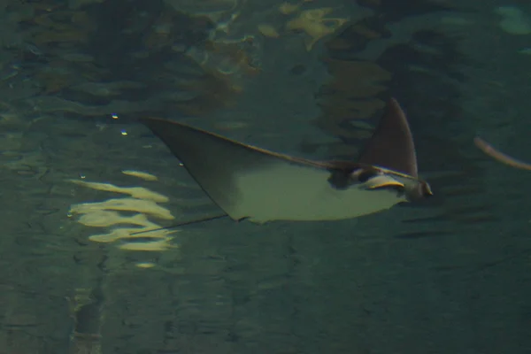 Borboleta de raios solares Stock Photos, Royalty Free Borboleta de ...