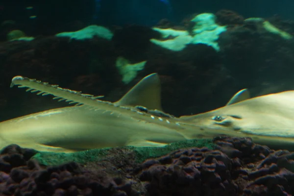 Smalltooth Sawfish - Pristis pectinata — Stock Photo © poeticpenguin ...