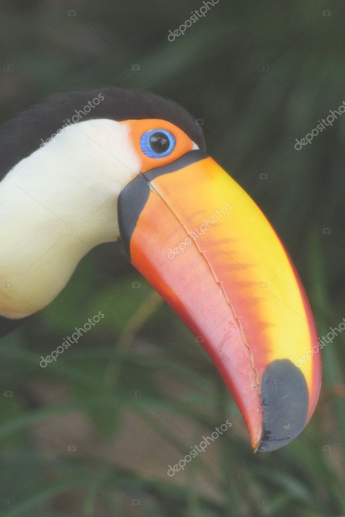 Toco Toucan - Ramphastos toco — Stock Photo © poeticpenguin #89211022