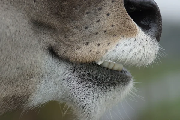 Dientes de burro fotos de stock, imágenes de Dientes de burro sin ...