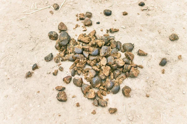 Goat feces Stock Photos, Royalty Free Goat feces Images | Depositphotos