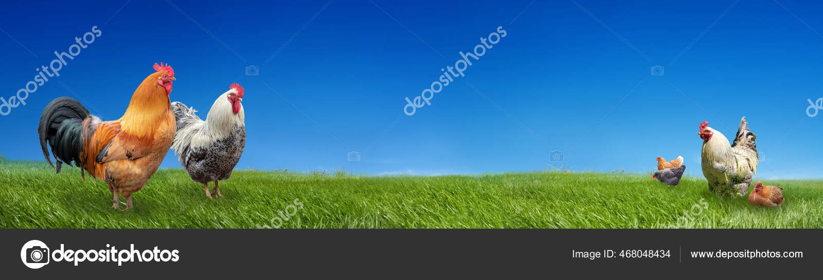 Poultry Farm Chickens Green Grass Blue Sky Background — Stock Photo ...
